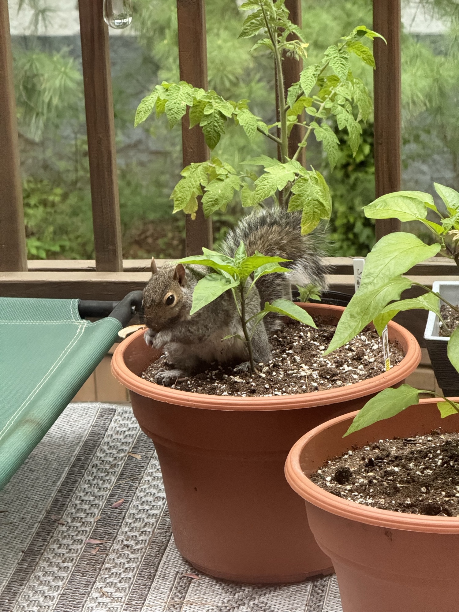 Grumpy, the Squirrel