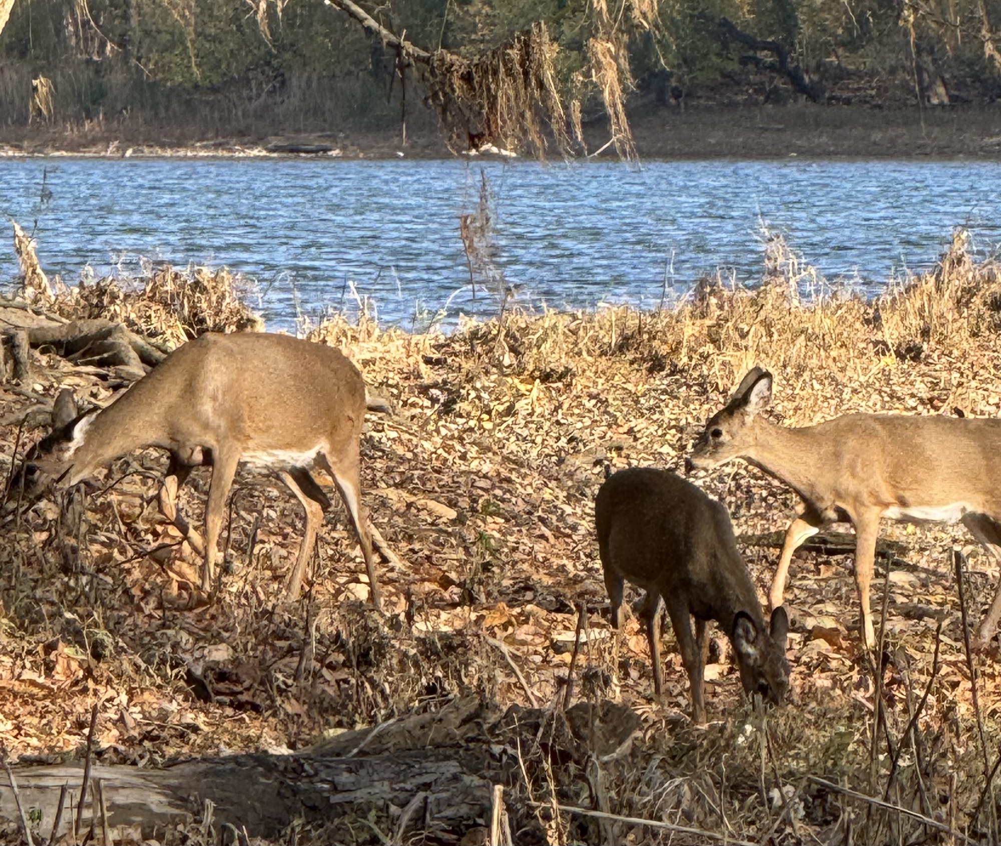 A deer longs for flowing streams